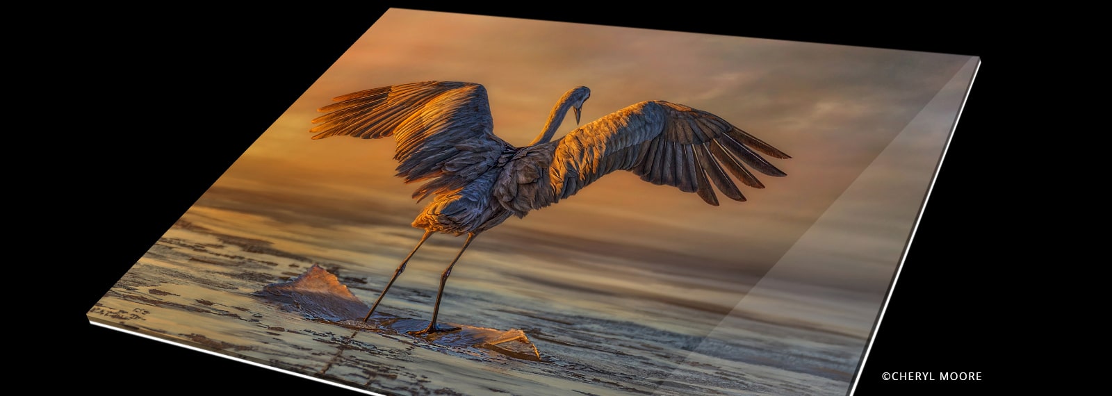 Photo Canvas and Wall Art: Custom Canvas Art » Pro Prints